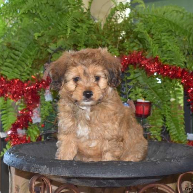 Papi-Poo Puppies for Sale | Greenfield Puppies