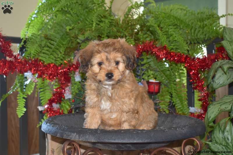 Papillon Puppies For Sale - Greenfield Puppies