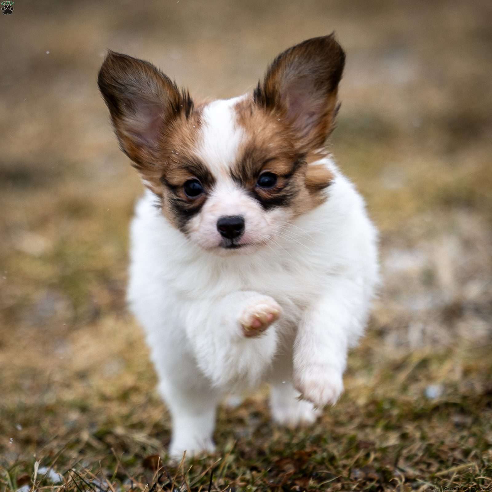 Papillon Mix Puppies For Sale | Greenfield Puppies