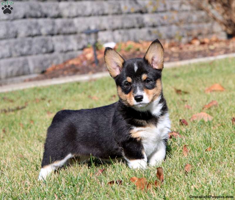 Corgi Puppies Pembroke Welsh Corgi Puppies For Sale Seaside Pups