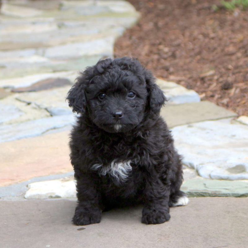 Pomapoo Puppies For Sale | Greenfield Puppies