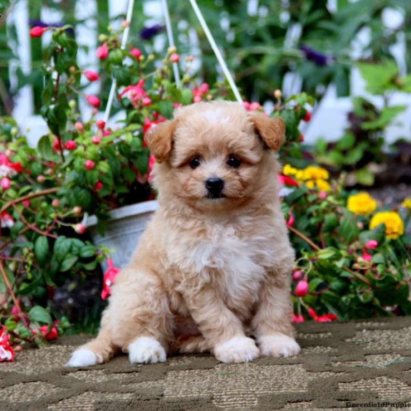 Pomapoo Puppies For Sale | Greenfield Puppies