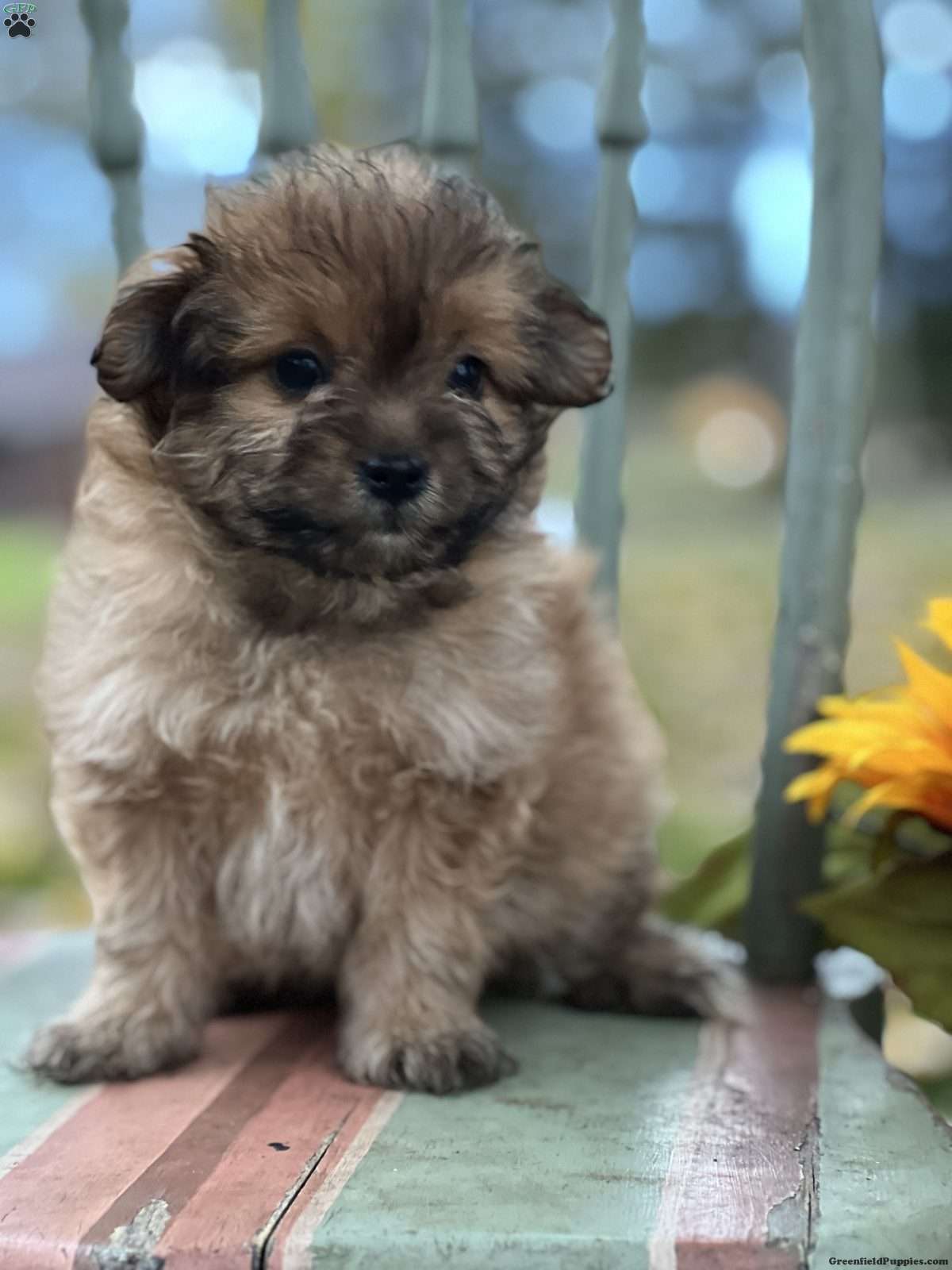 Pomeranian Puppies For Sale - Greenfield Puppies