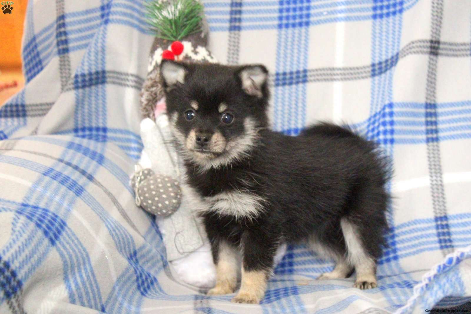 Border Terrier Pomeranian Mix
