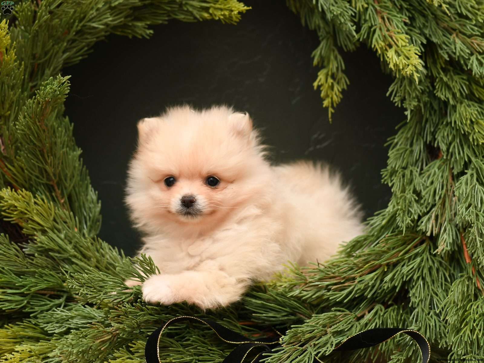 White Teacup Pomeranian Puppy