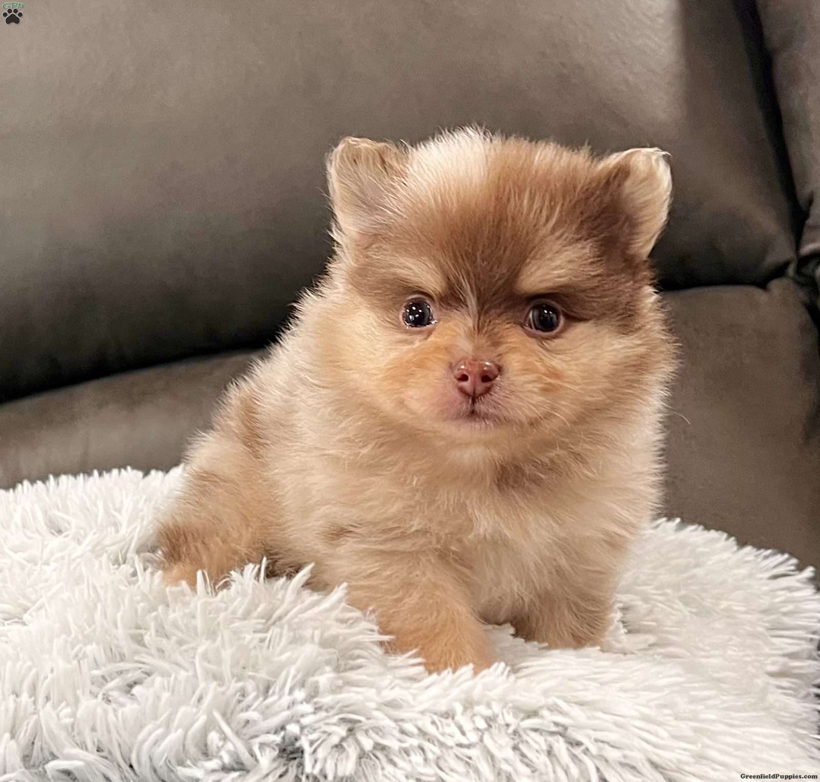 Pomeranian Puppies For Sale - Greenfield Puppies