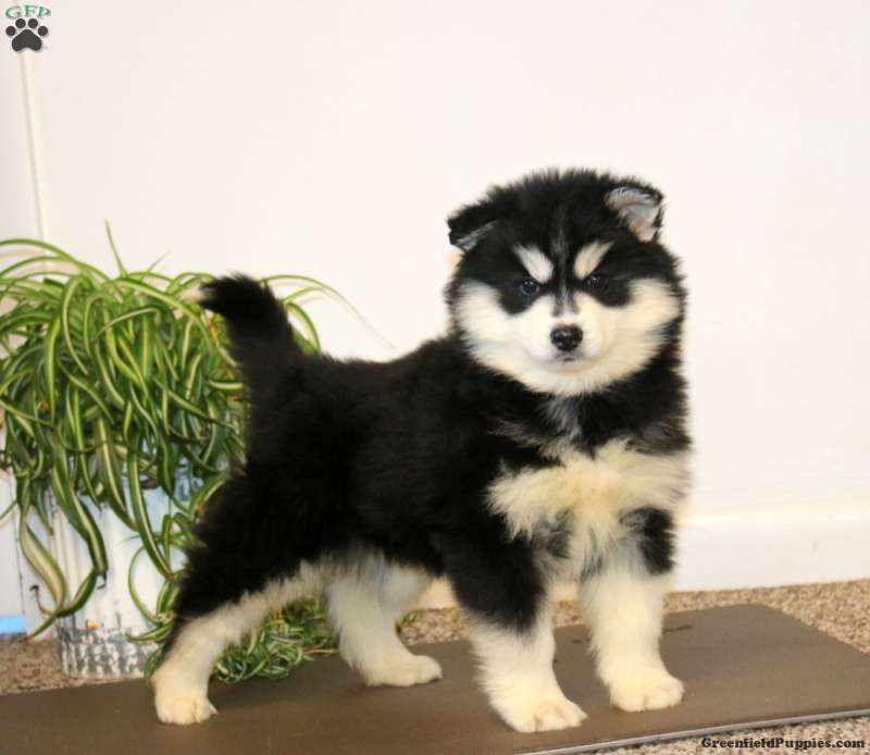 Pomsky Puppies For Sale - Greenfield Puppies
