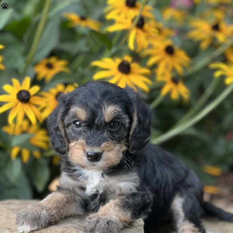 Poogle Puppies For Sale | Greenfield Puppies