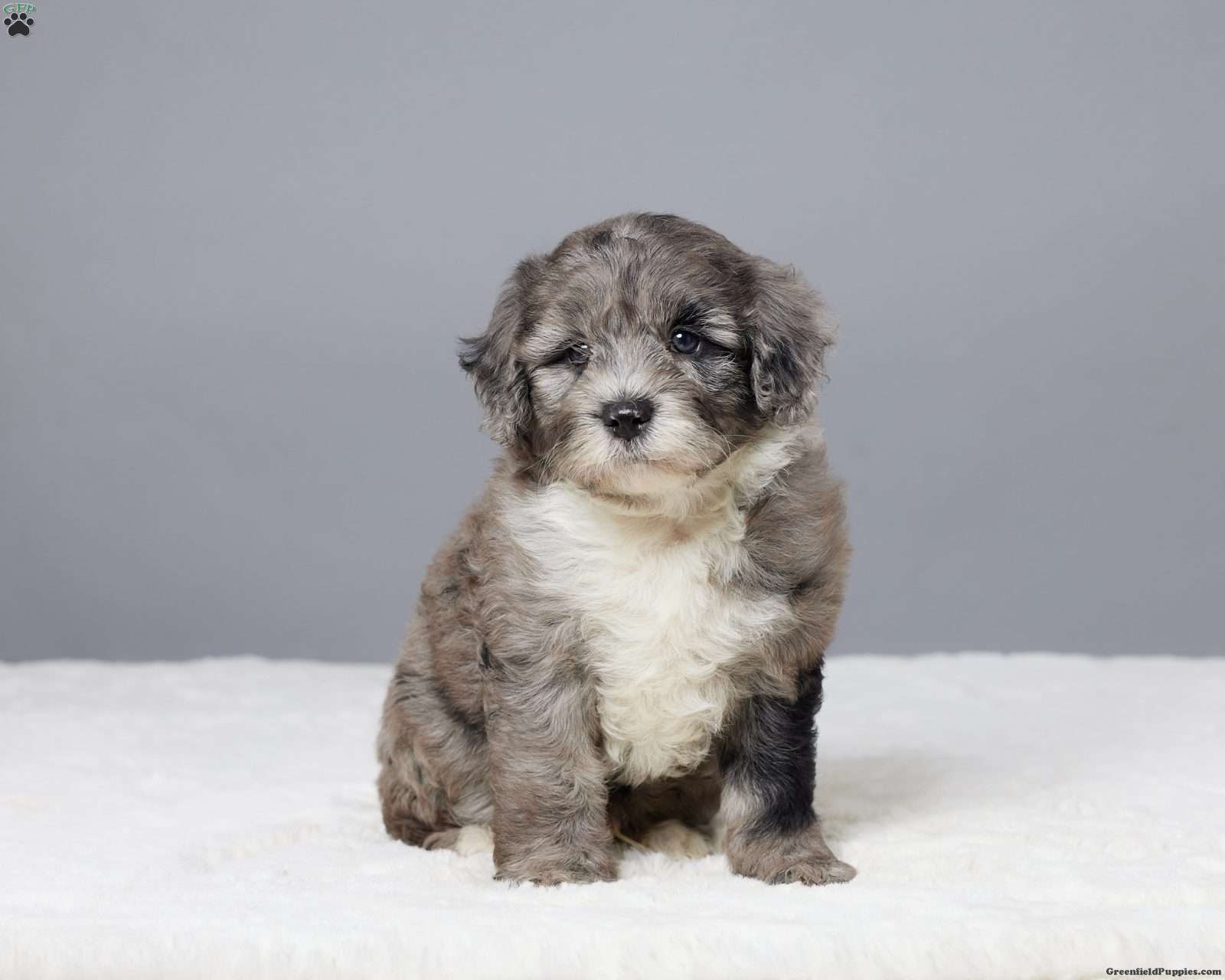 Portuguese Water Dog Puppies Fall Into Love With The Portuguese Water