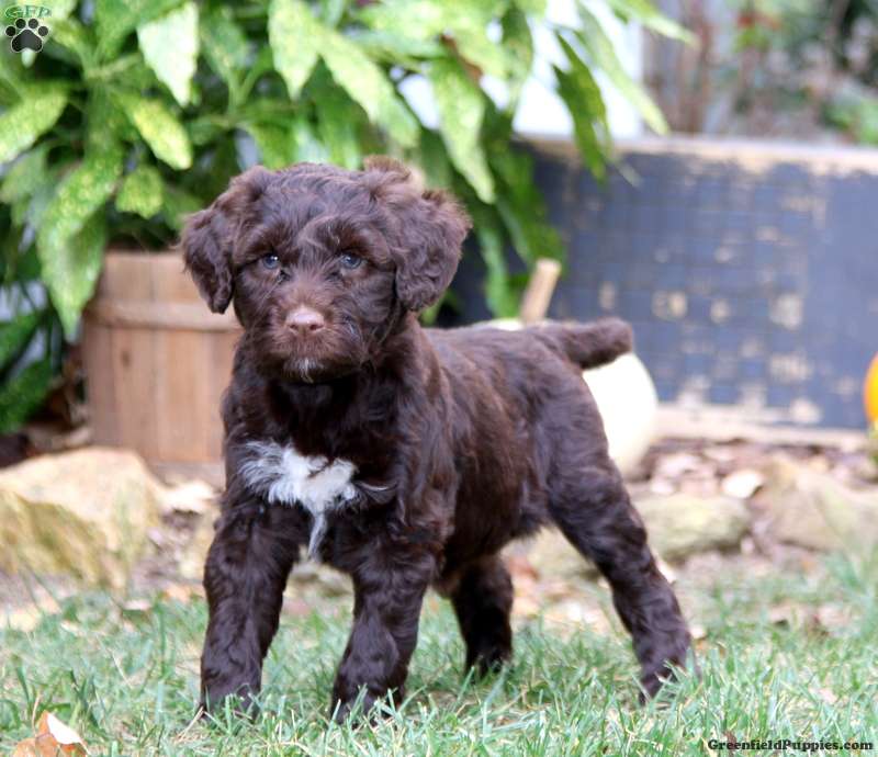 Portuguese Water Dog Puppies Fall Into Love With The Portuguese Water