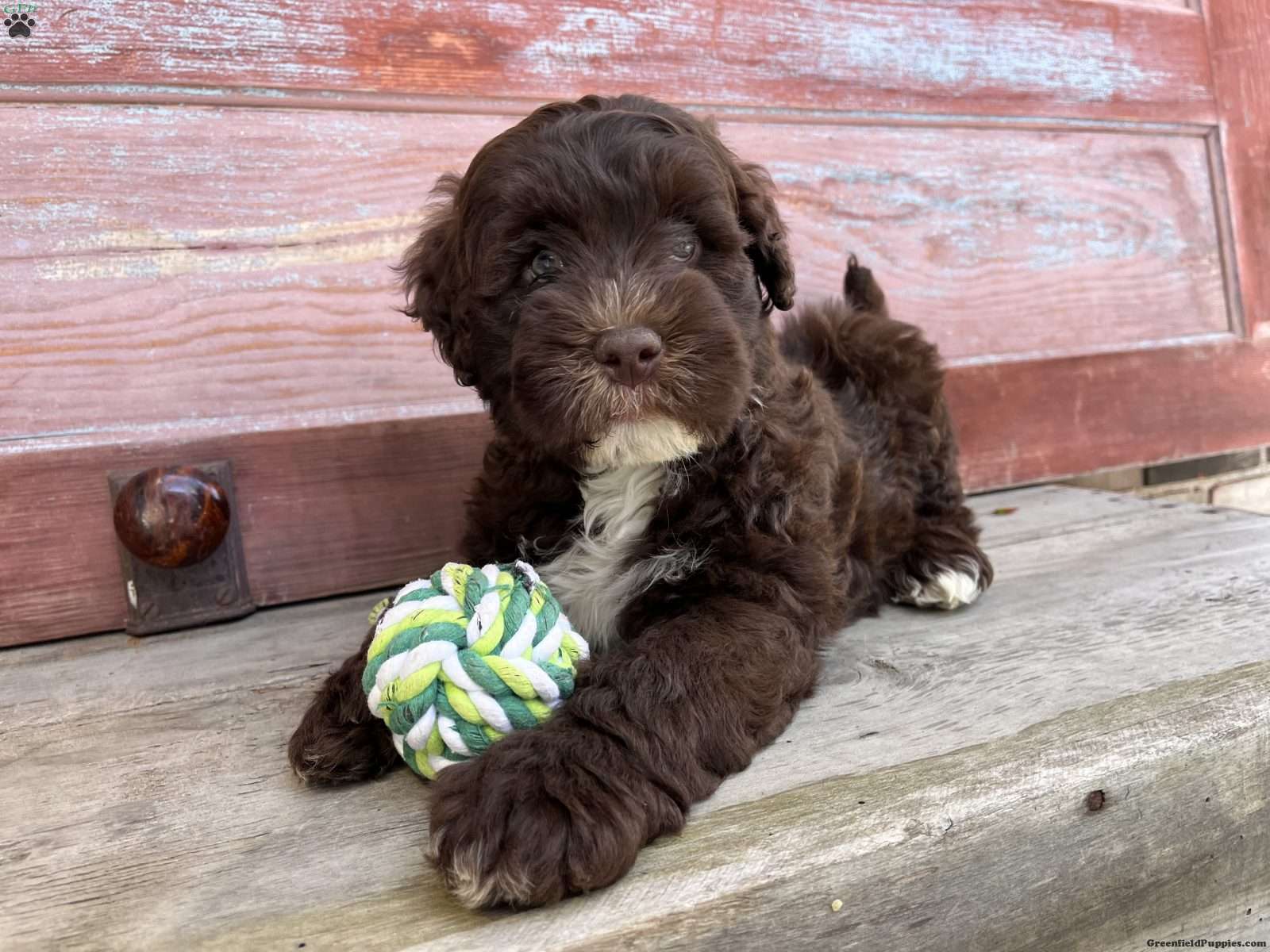 Brown Portuguese Water Dog Puppies