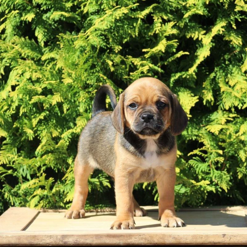 Puggle Puppies For Sale | Greenfield Puppies