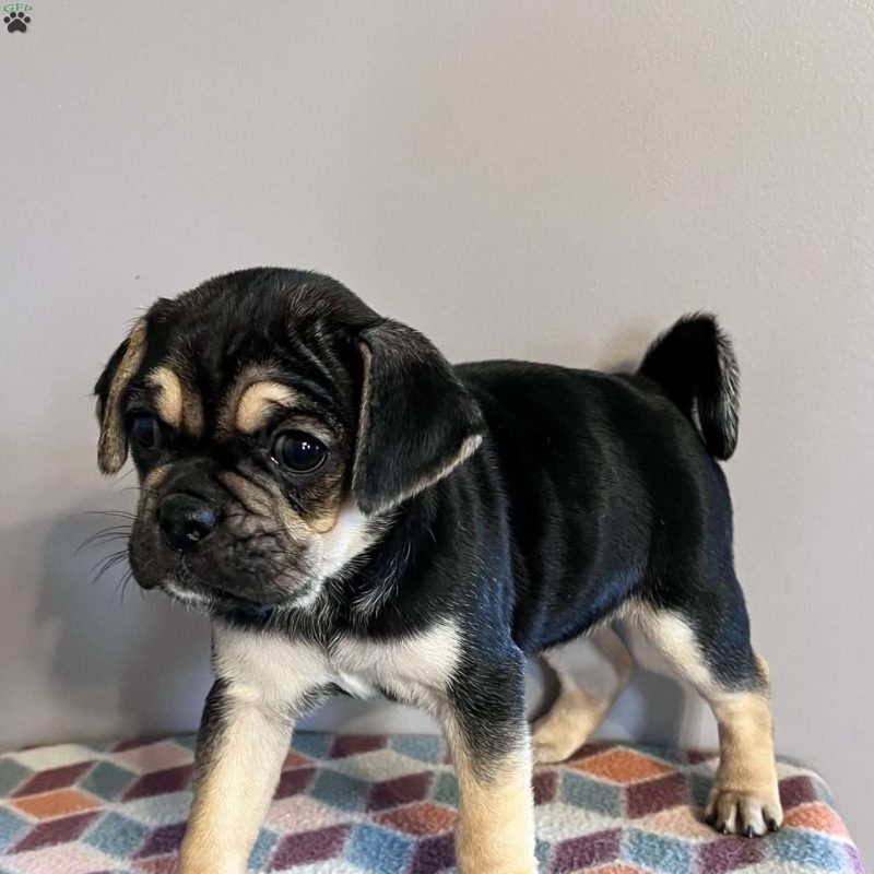 Puggle Puppies For Sale | Greenfield Puppies