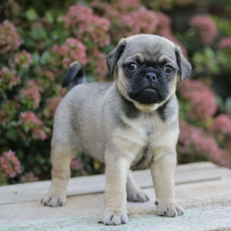 Puggle Puppies For Sale | Greenfield Puppies