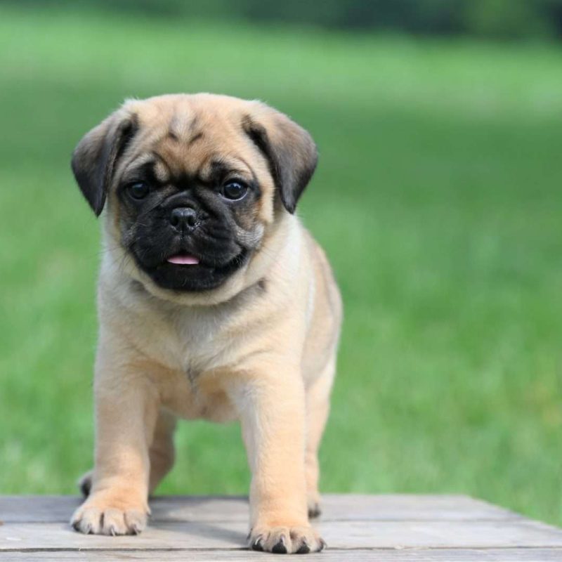 Puggle Puppies For Sale | Greenfield Puppies
