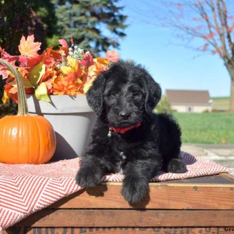 Rottie-Poo Puppies For Sale | Greenfield Puppies
