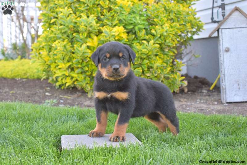 Rottweiler Mix Puppies For Sale | Greenfield Puppies