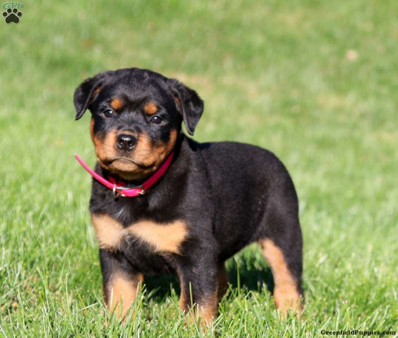 Rottweiler Miniature Rottweiler Small Animal Black & Tan ID:23168