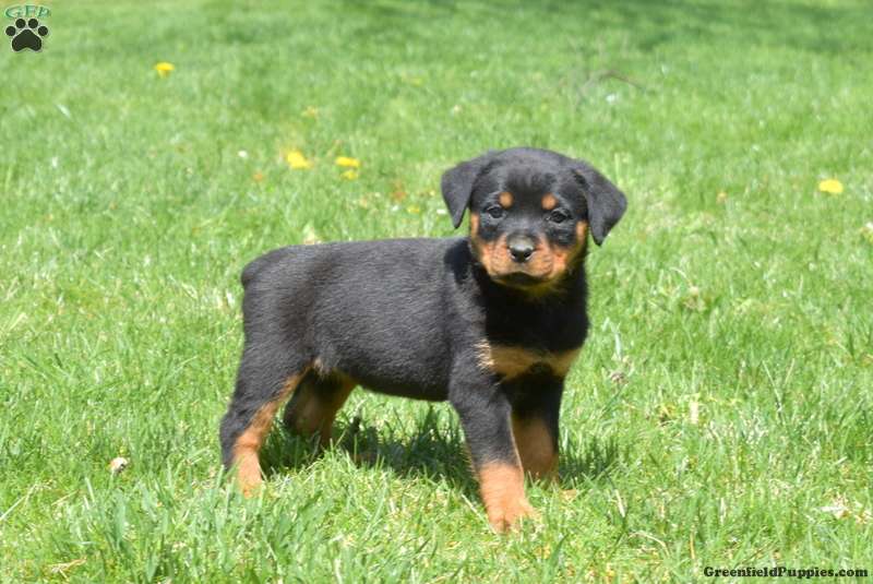 Toy Rottweiler Puppy