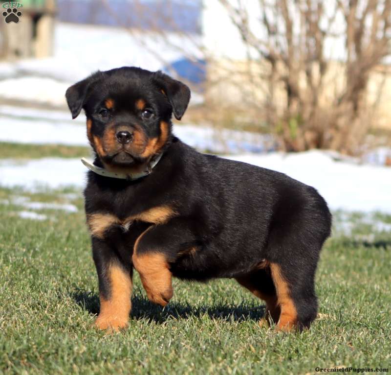 Rottweiler Puppies For Sale - Greenfield Puppies
