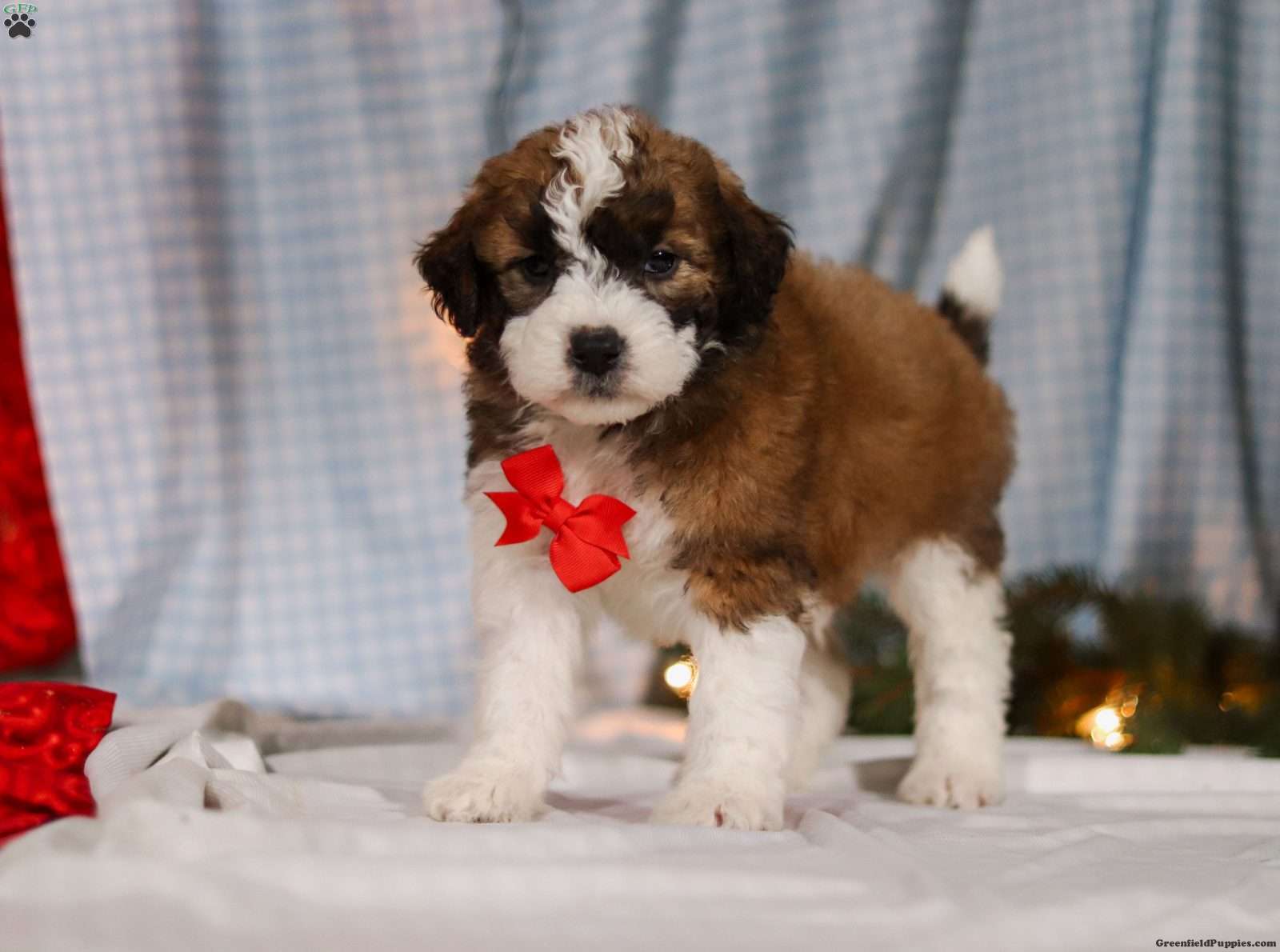 Mini Saint Bernard