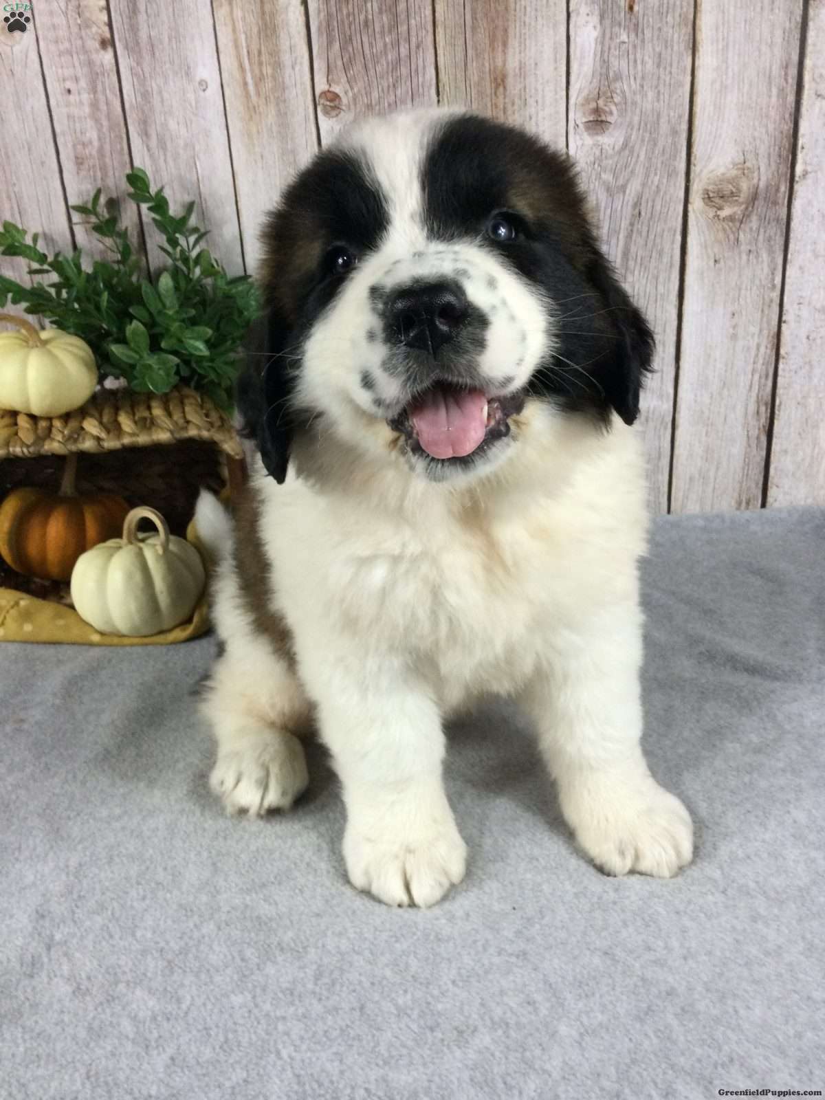 Sint Bernard Mix Kevin Baum Op X: 'I Really Want This Corgi Saint