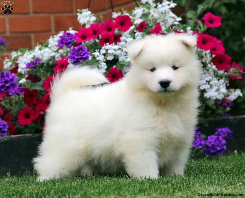 Samoyed Puppies For Sale - Greenfield Puppies