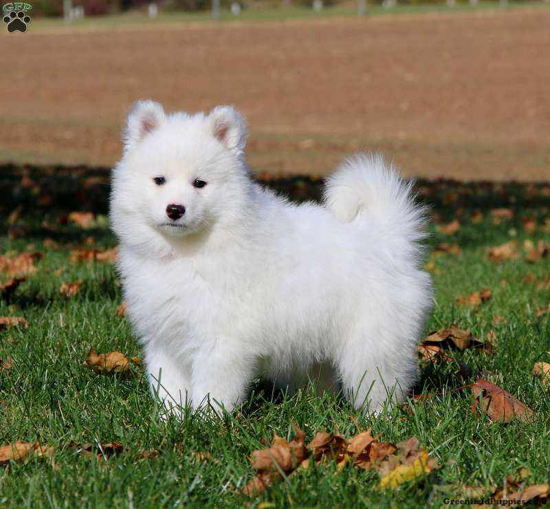 Samoyed Pomeranian Mix Samoyed Breed Information | Chewy