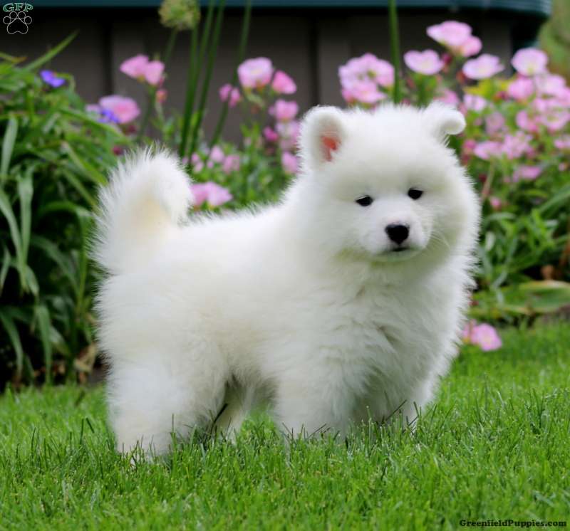 Samoyed Mix Puppies