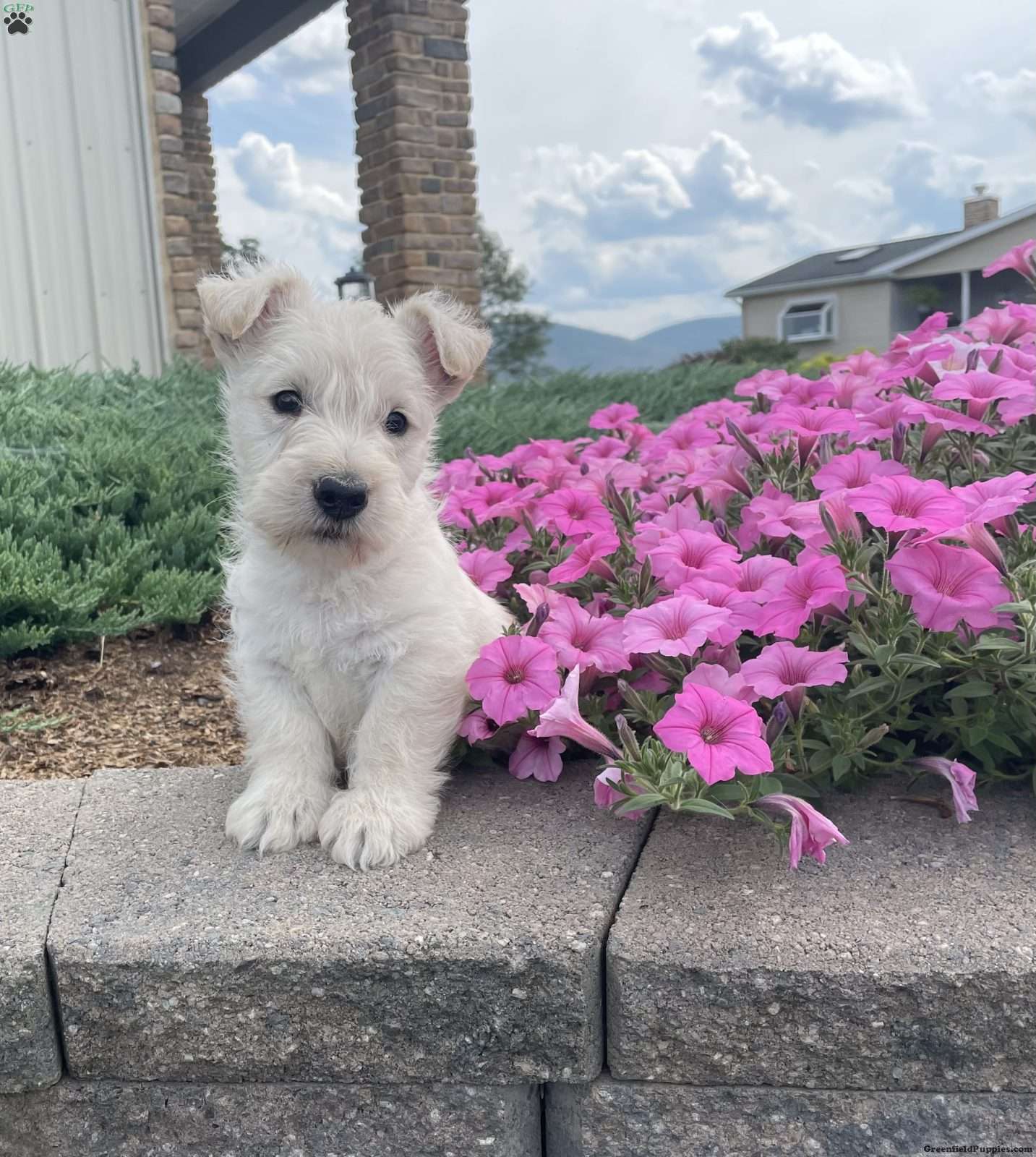 Scottish Terrier Puppies For Sale - Greenfield Puppies