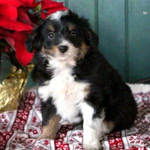 Sheltidoodle Puppies For Sale | Greenfield Puppies