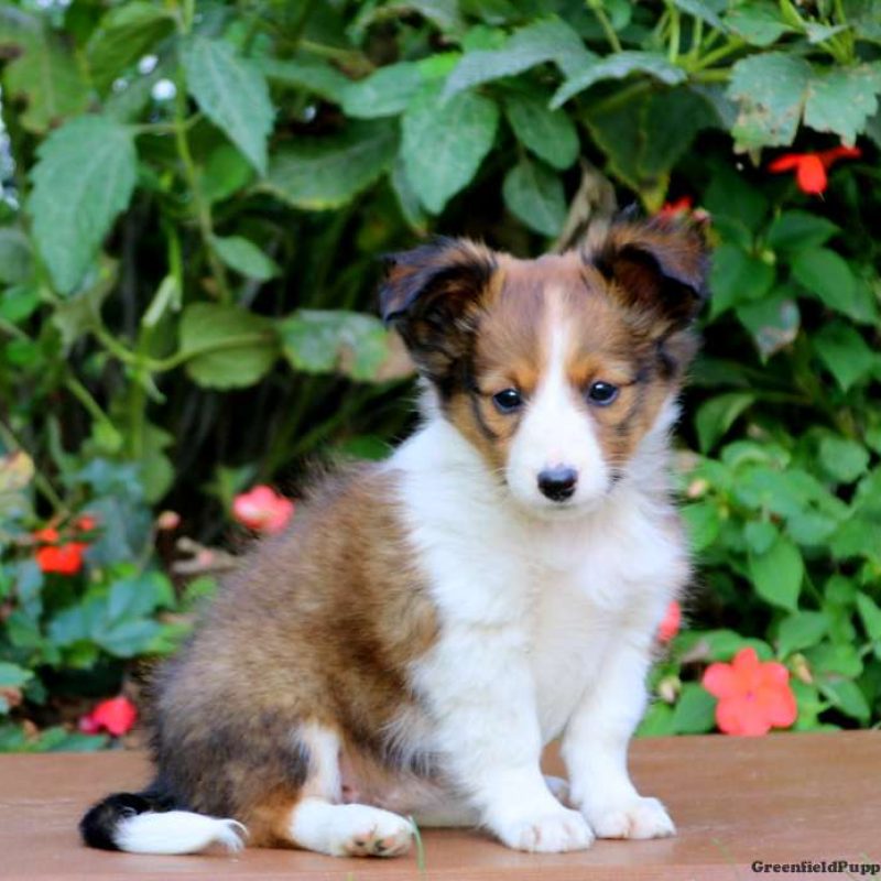 Sheltie Mix Puppies for Sale | Greenfield Puppies