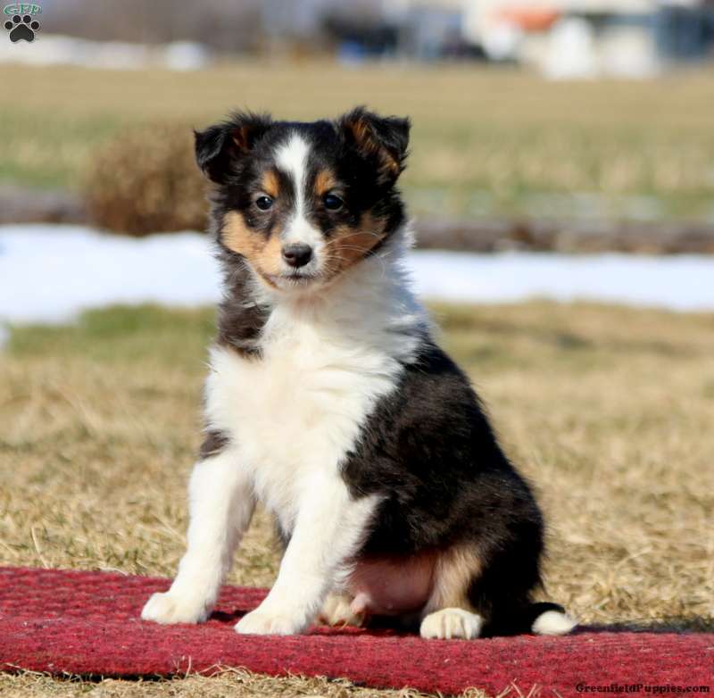 Sheltie Mix Puppies for Sale | Greenfield Puppies