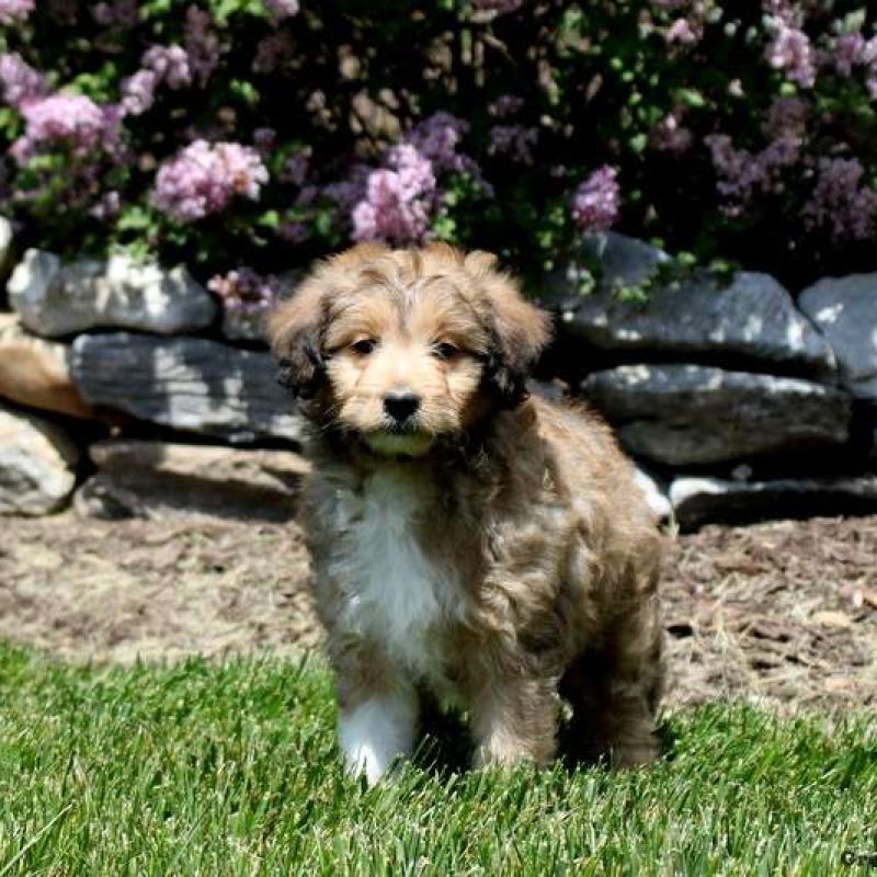 Sheltidoodle Puppies For Sale | Greenfield Puppies