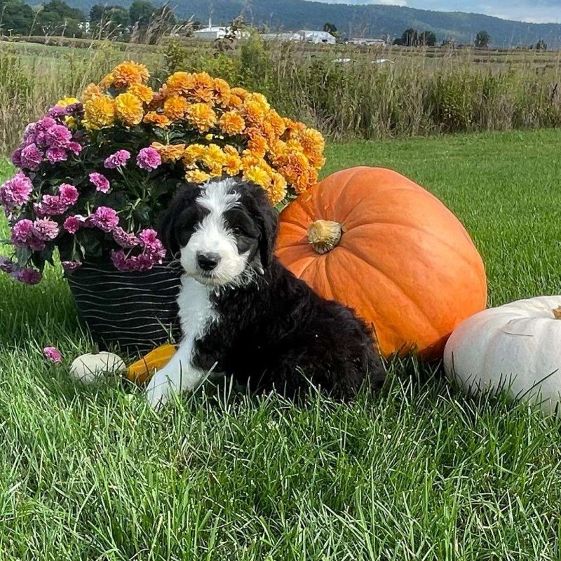 Shepadoodle Puppies for Sale | Greenfield Puppies
