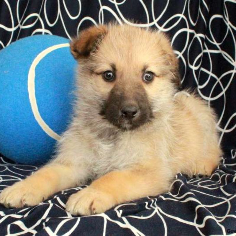 Shepadoodle Puppies for Sale | Greenfield Puppies