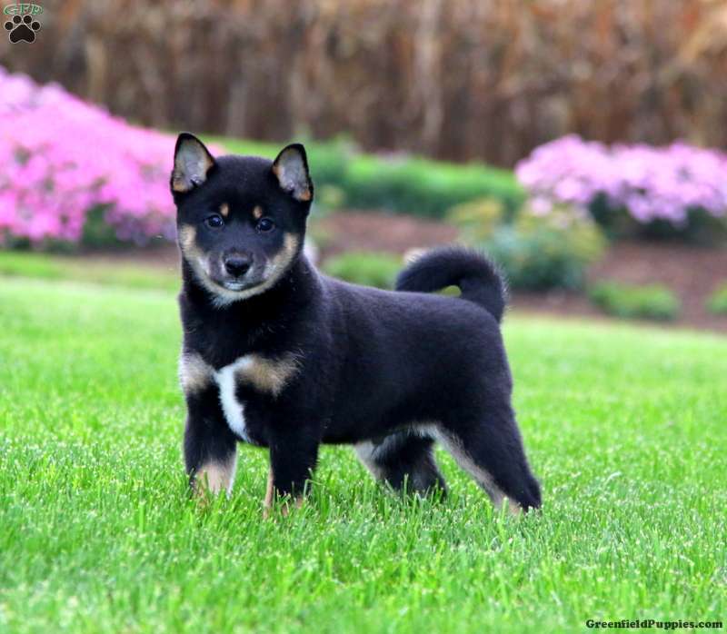Shiba Inu Black Mix