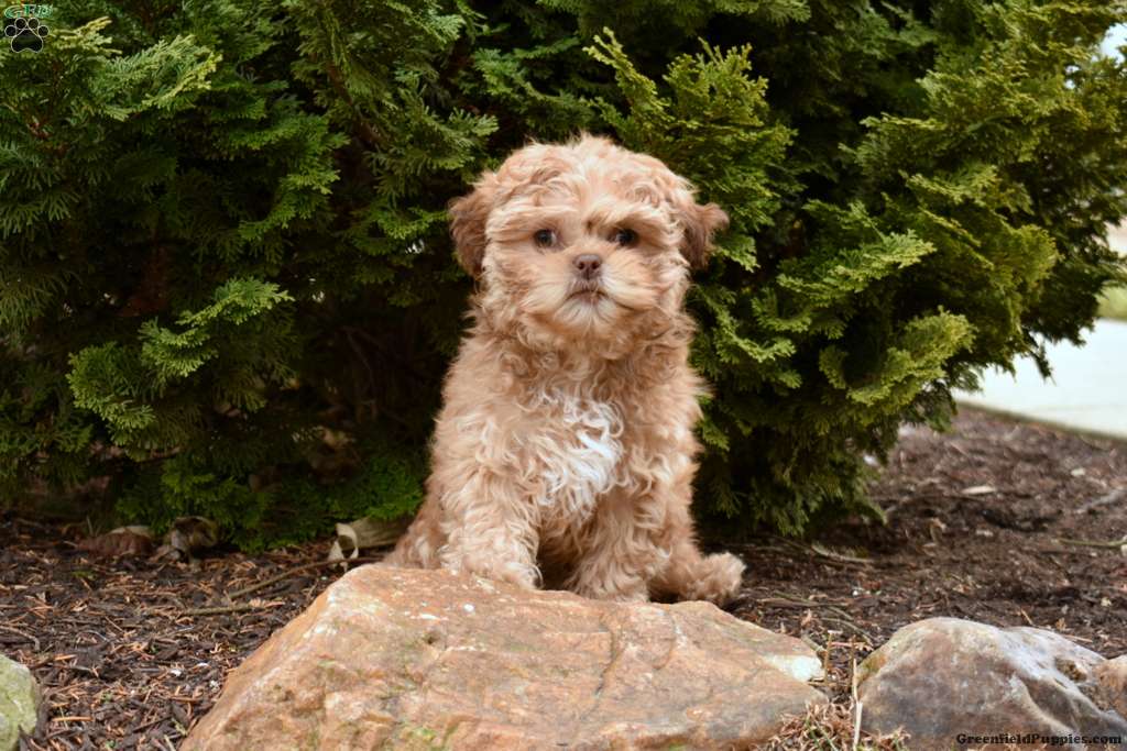 Teddy Bear Puppies for Sale - Greenfield Puppies