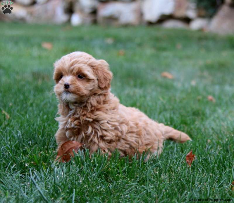 Shih-Poo Puppies For Sale - Greenfield Puppies