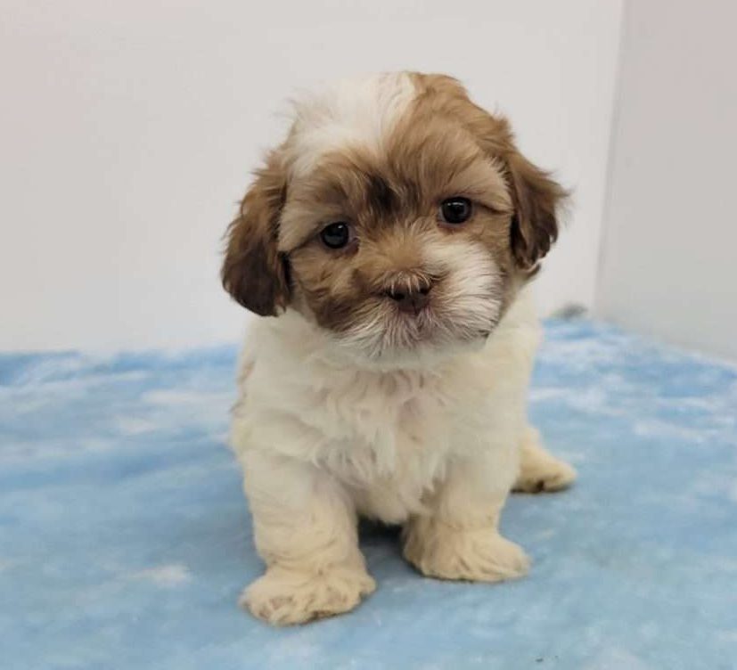 Shih-Poo Puppies For Sale - Greenfield Puppies