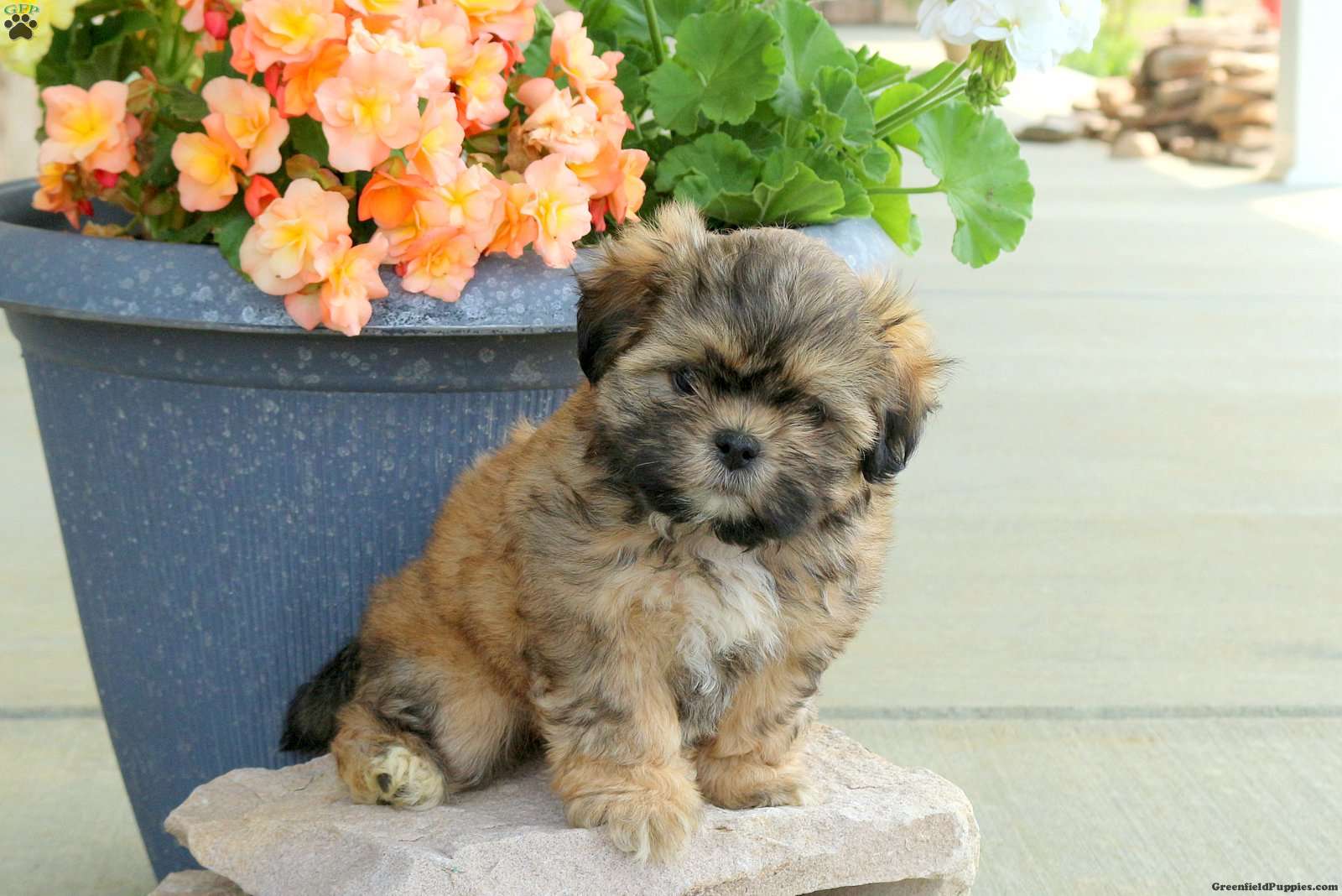 Deutsche Dogge Shih Tzu Mix Shih Tzu Mixed Breed Puppies For Sale