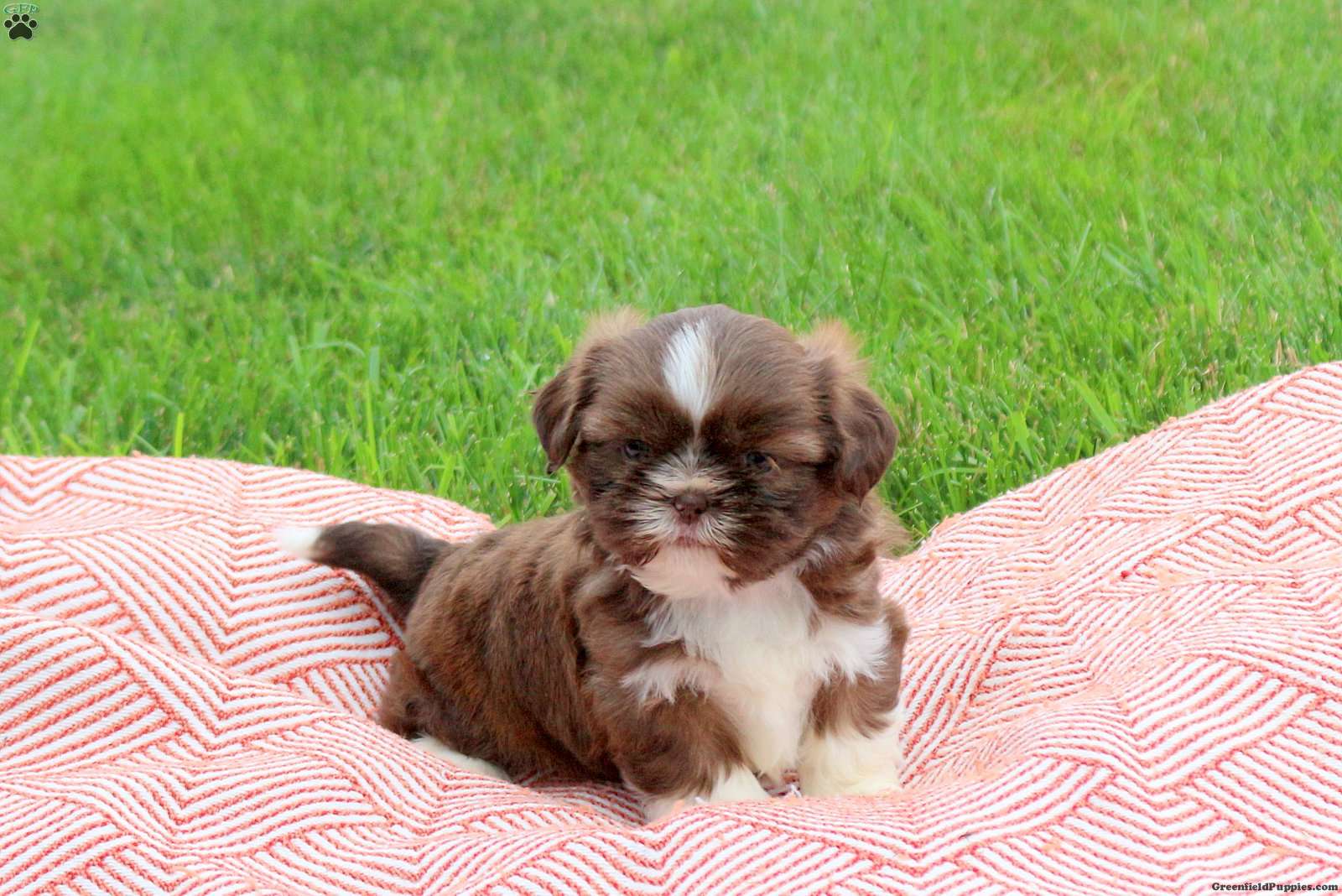 Shih Tzu Puppies For Sale - Greenfield Puppies