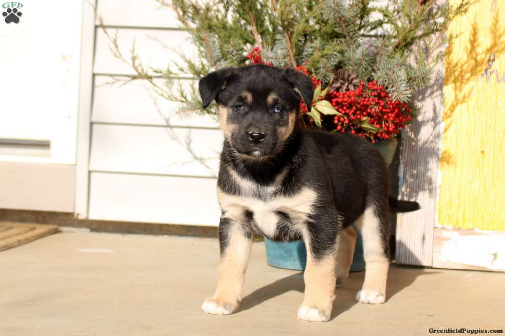 Husky Mix Puppy With Blue Eyes
