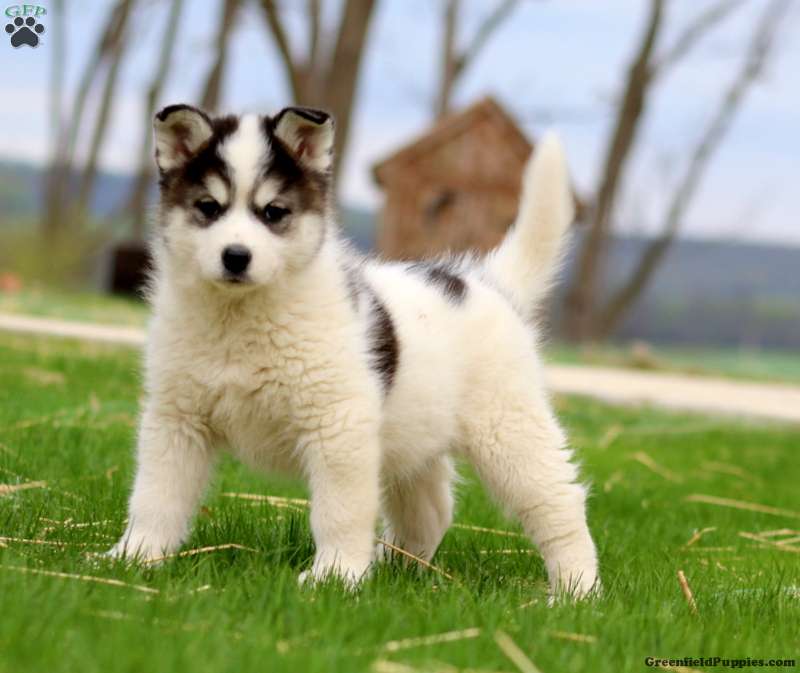 Keeshond Siberian Husky Mix