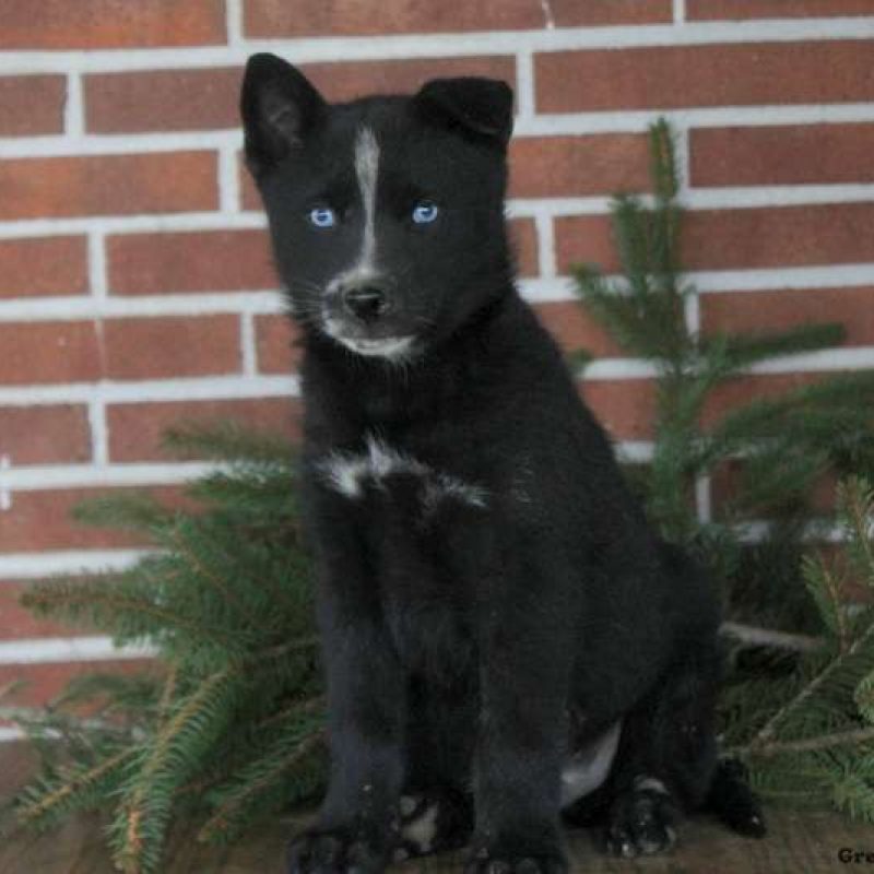Siberian Husky Mix Puppies For Sale | Greenfield Puppies