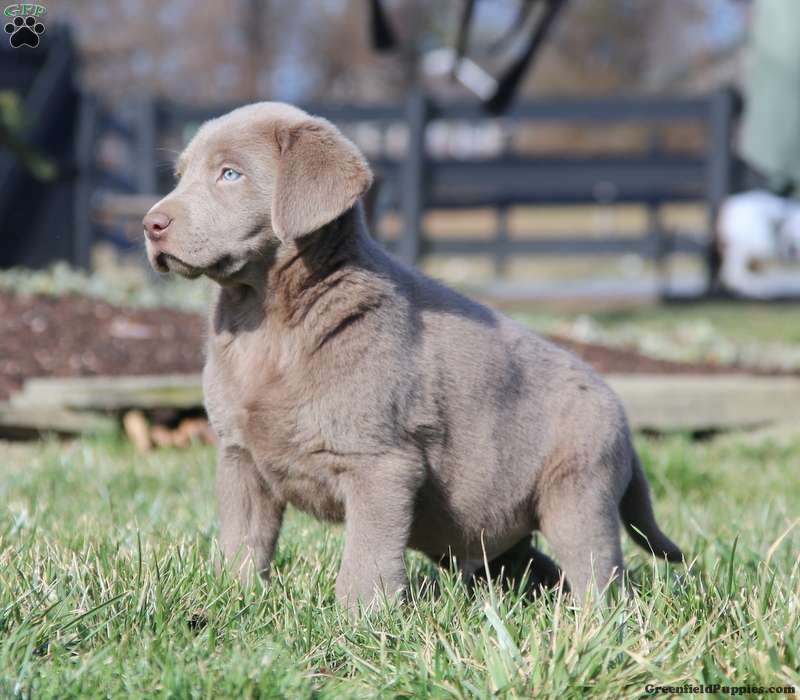 Fox Red Labrador Retriever Puppies for Sale - Greenfield Puppies