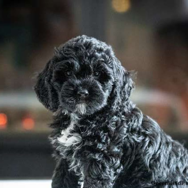 Springerdoodle Puppies for Sale | Greenfield Puppies