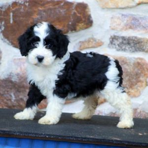 Springerdoodle Puppies for Sale | Greenfield Puppies