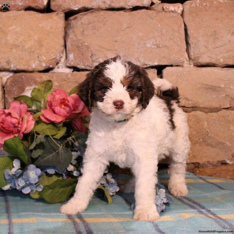 Springerdoodle Puppies for Sale | Greenfield Puppies