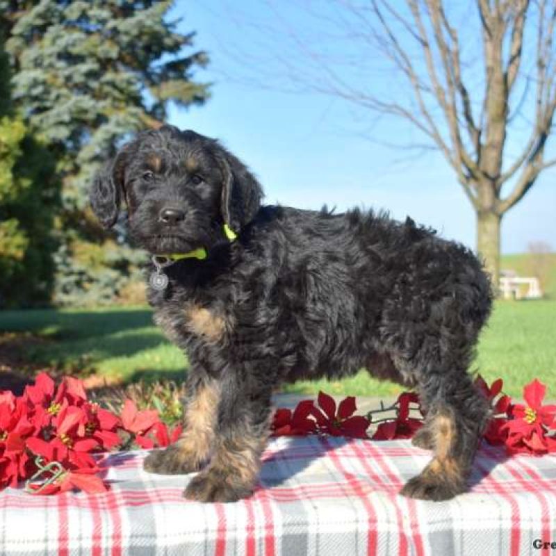 Standard Poodle Mix Puppies for Sale | Greenfield Puppies